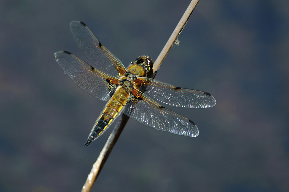 Wildflower and Insect photography - SWSEIC