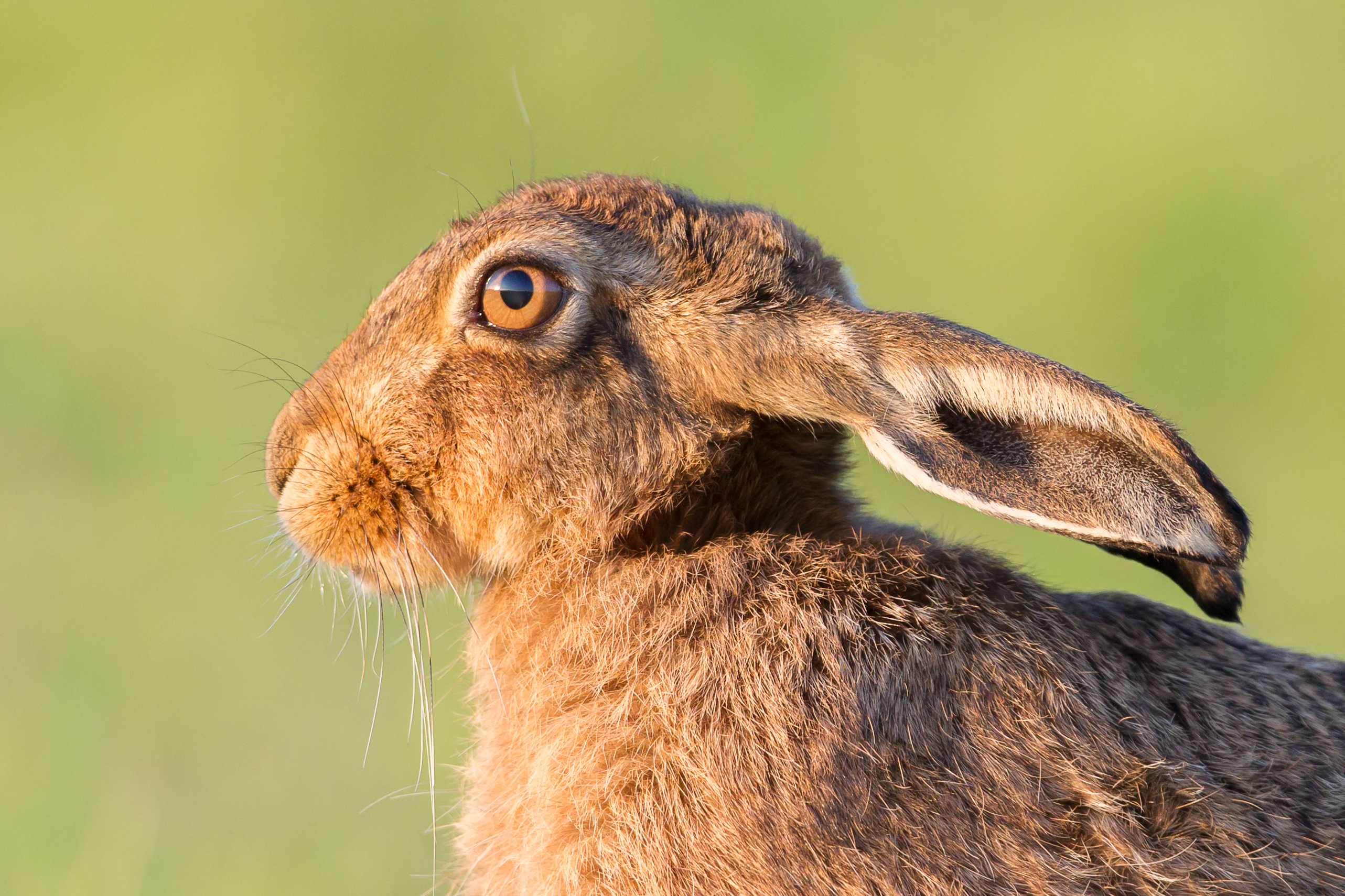 Terrestrial mammals - South West Scotland Environmental Information Centre
