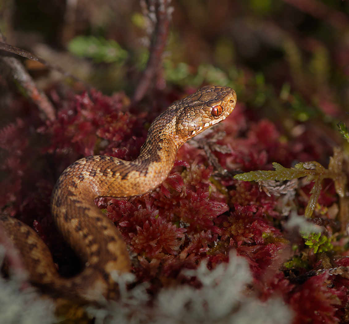 New born adder - South West Scotland Environmental Information Centre