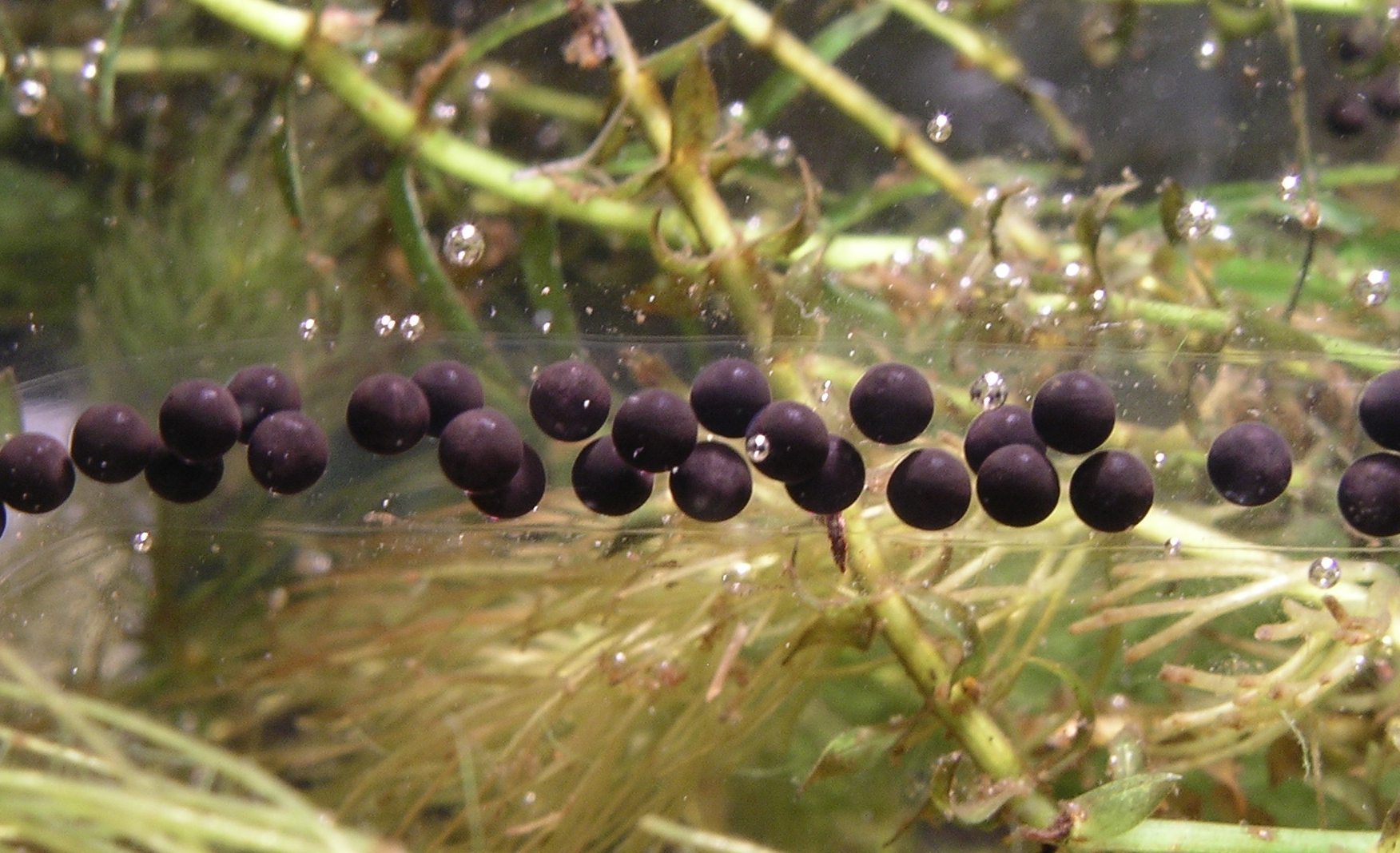 Toad Spawn - South West Scotland Environmental Information Centre