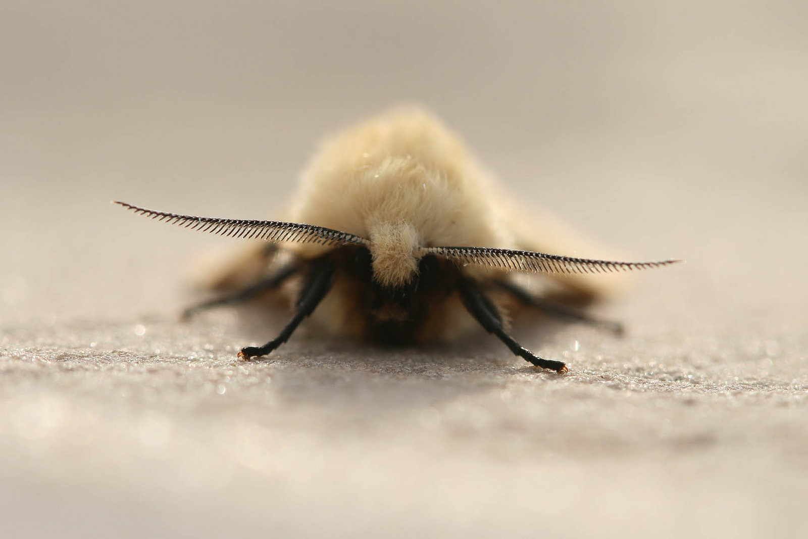 White Ermine moth ©Mark Pollitt - South West Scotland Environmental ...