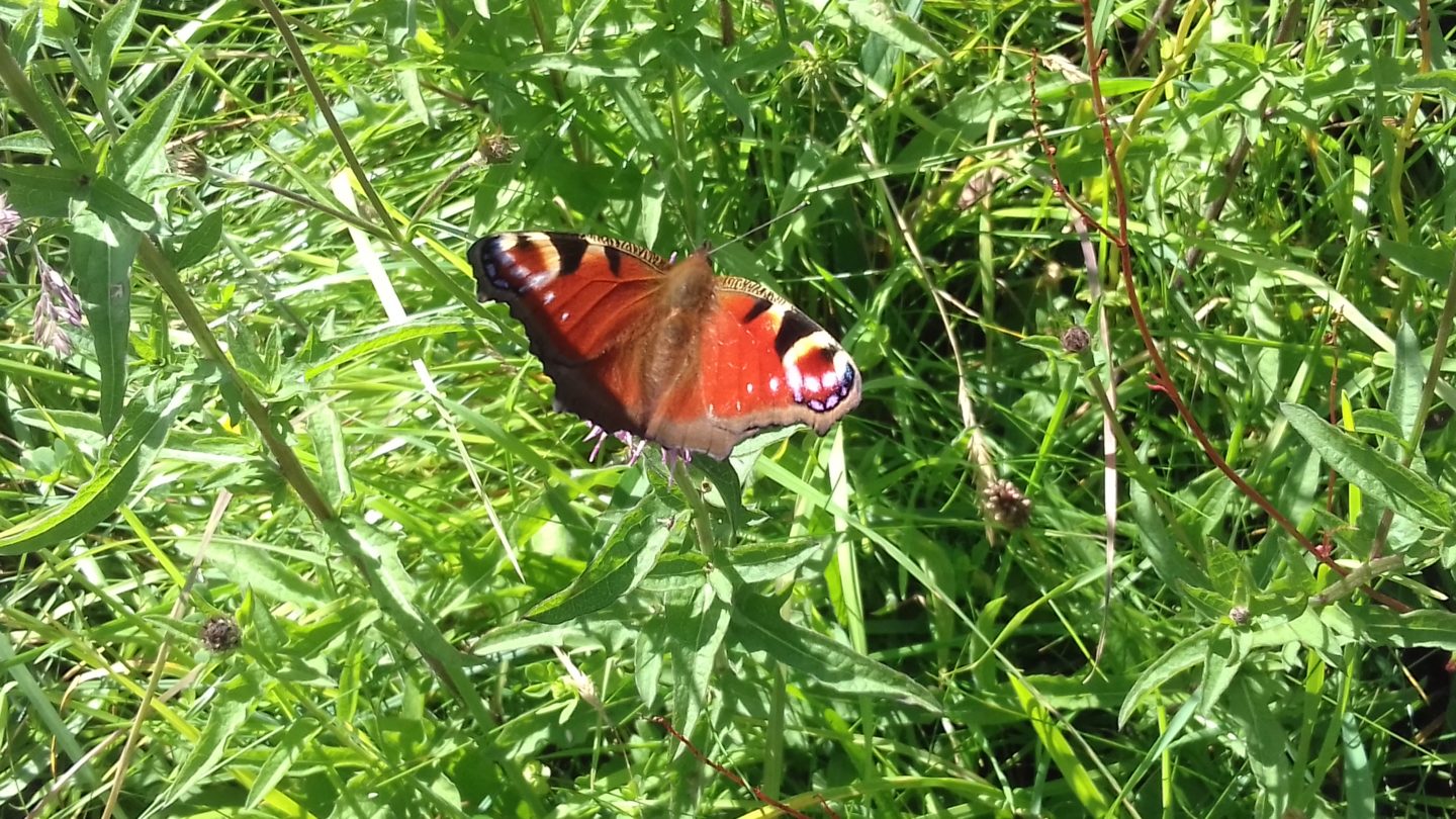 Butterfly Conservation - Scotland Recorder's Conference - SWSEIC
