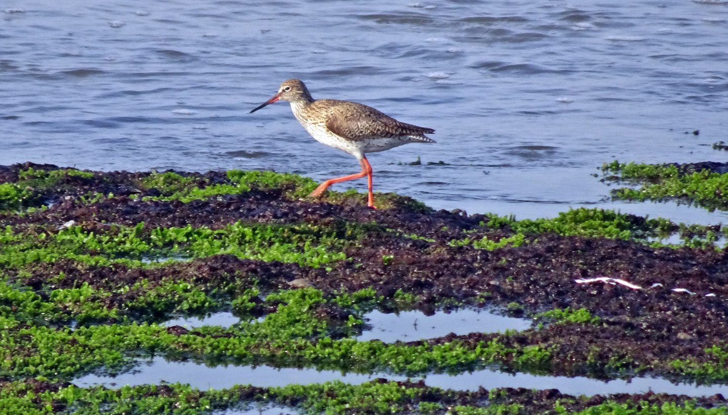 Redshank bird - South West Scotland Environmental Information Centre