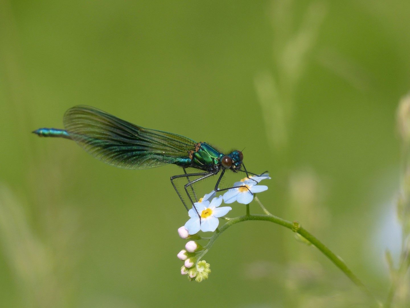 Scarce Scottish dragonfly found at SWSEIC office - SWSEIC