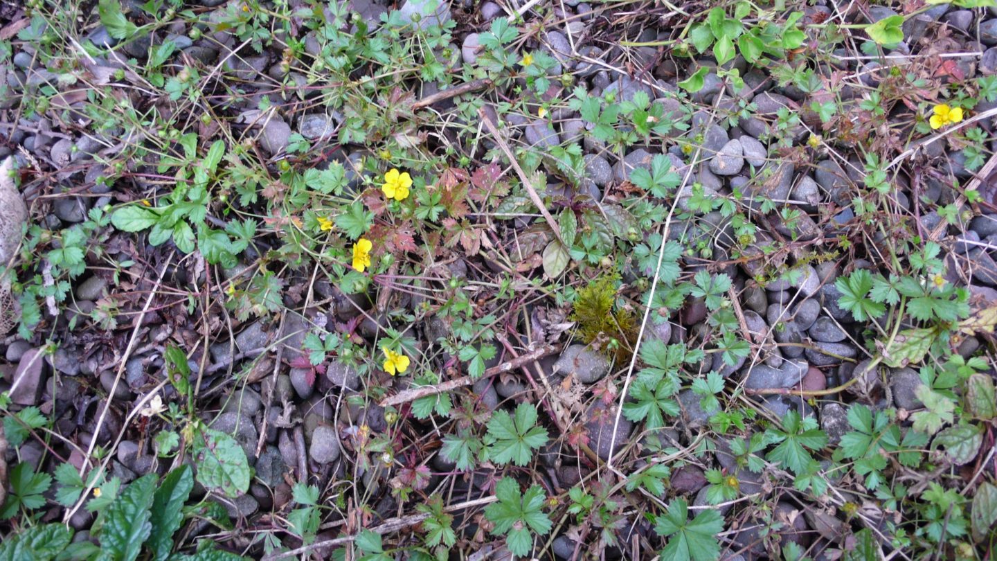 Dumfriesshire Botany Group at Kinmount, 15/08/2018 - SWSEIC