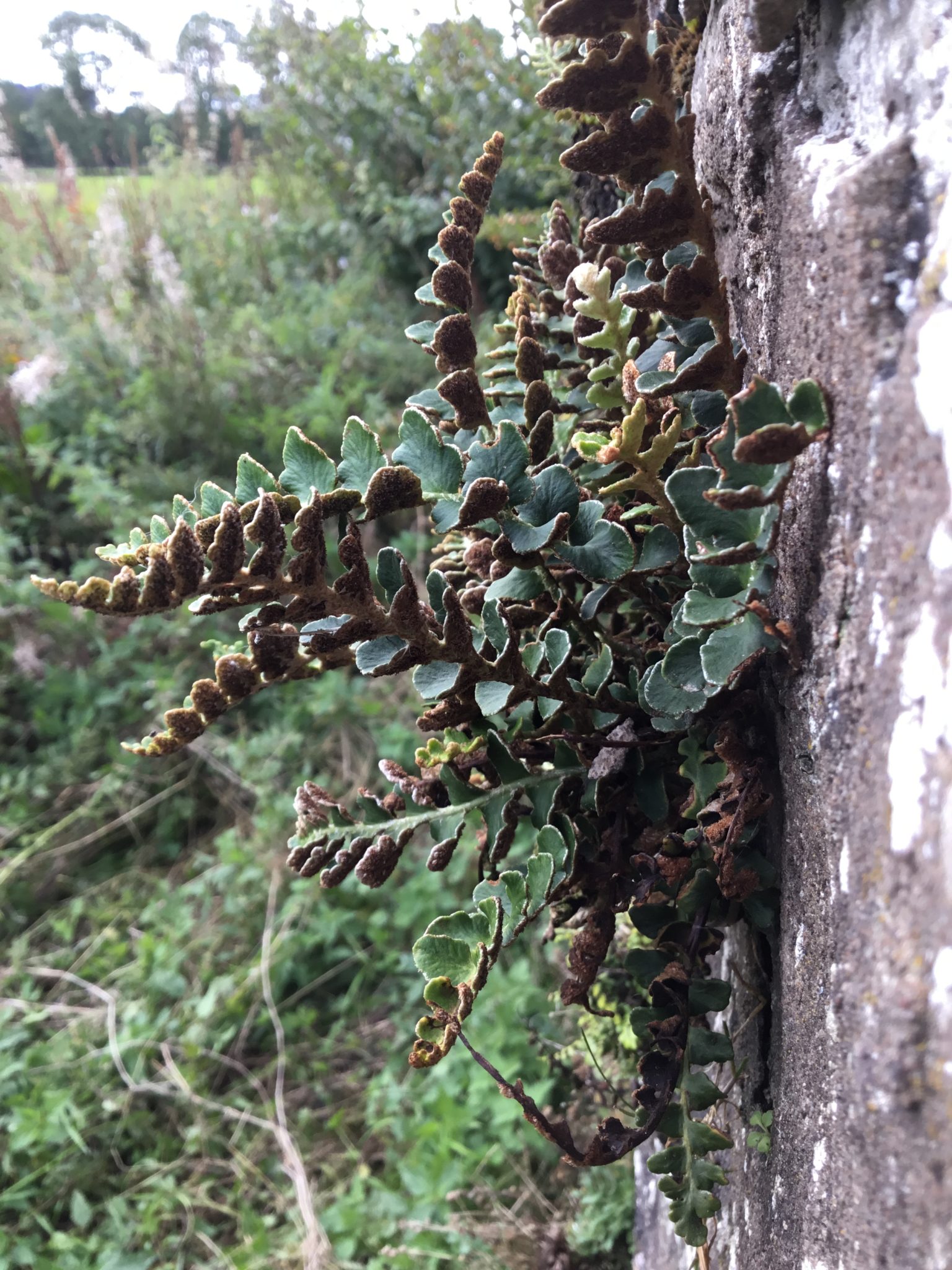 Rustyback Fern Barony ©Fiona Macfarlane - South West Scotland ...