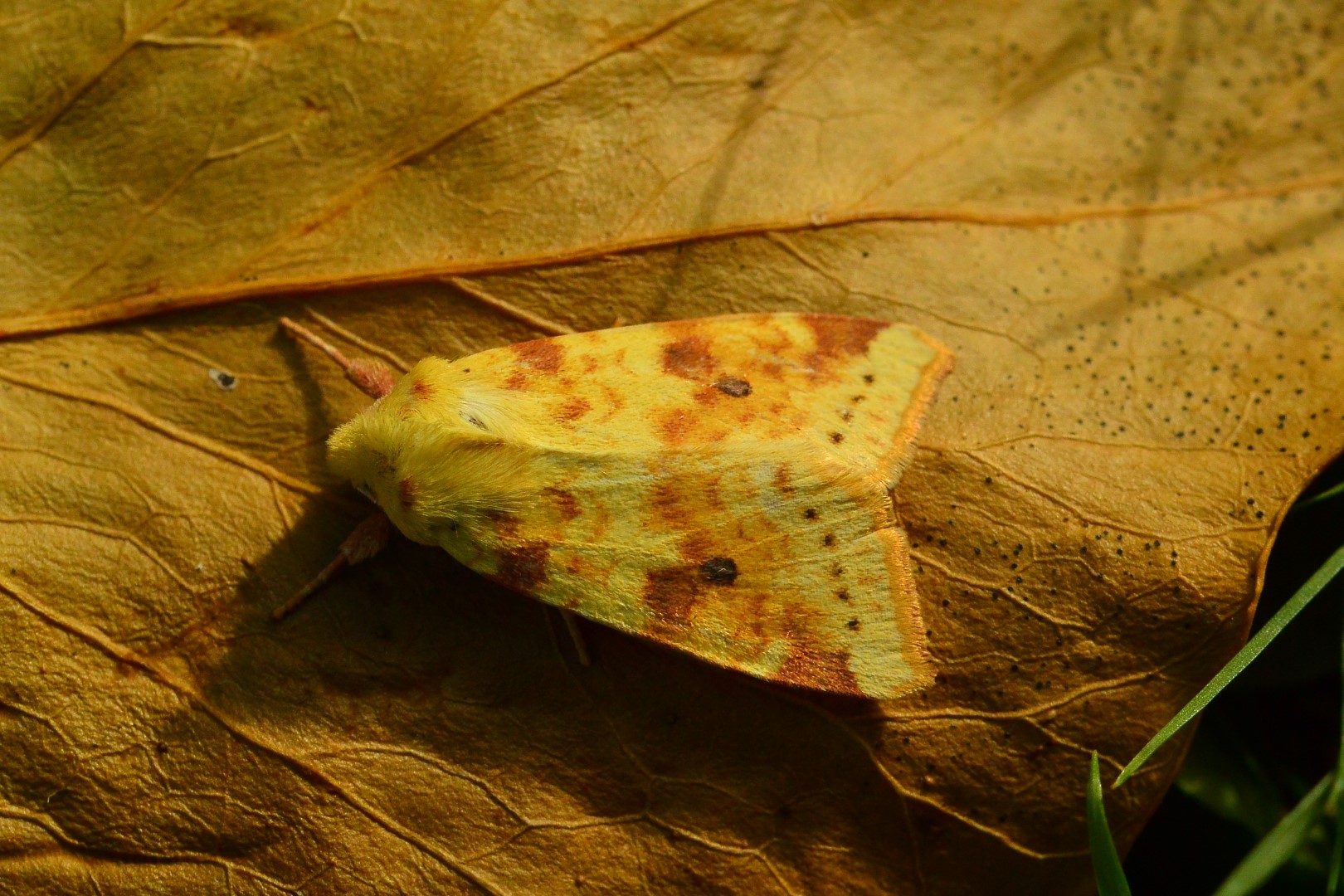 Sallow moth ©Richard Mearns - South West Scotland Environmental ...