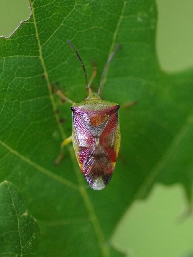 2019: Summer of the Shieldbug - SWSEIC