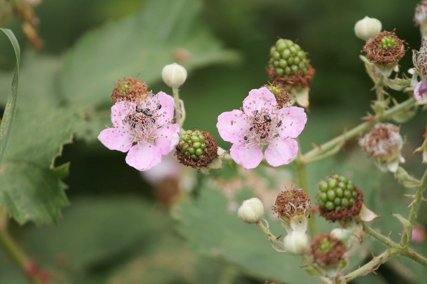 Botany Group field meeting (Kirkcudbrightshire) - Introduction to ...