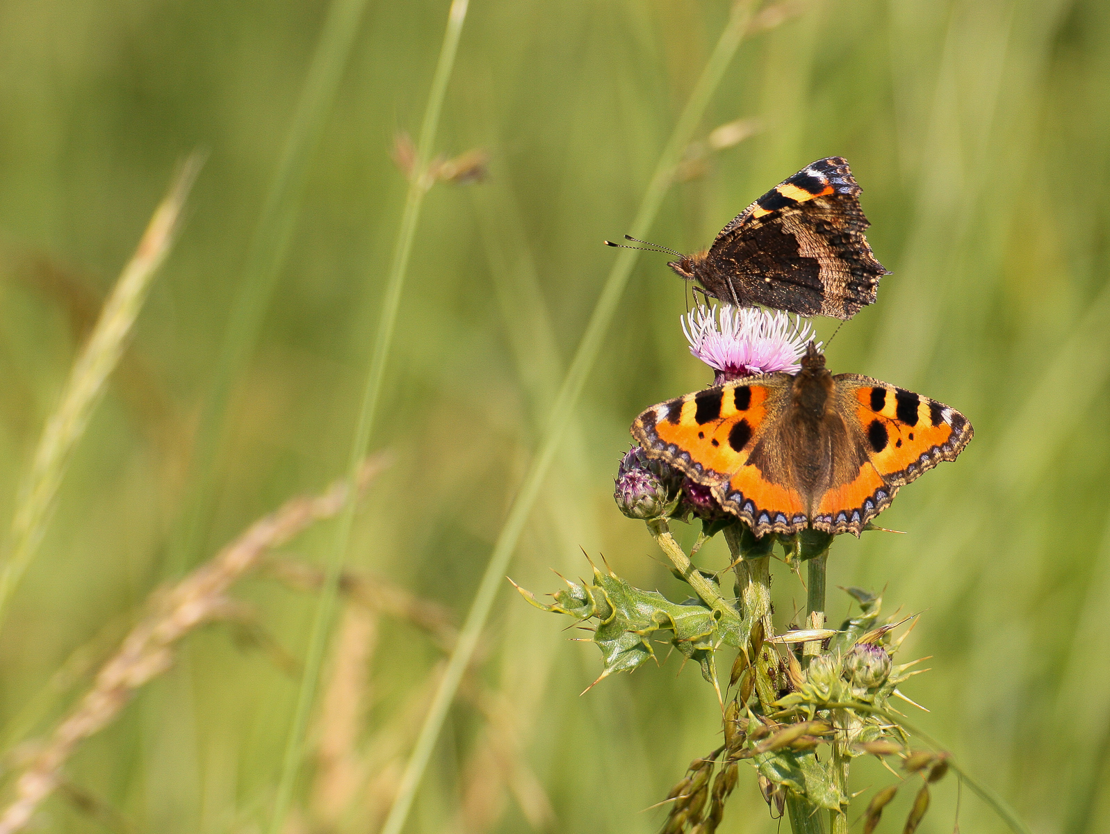 Small Tortoiseshell, Shapwick Heath - South West Scotland Environmental ...