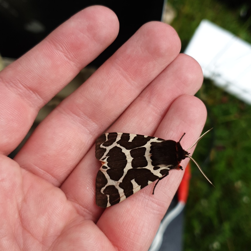 Garden Tiger ©SWSEIC - South West Scotland Environmental Information Centre