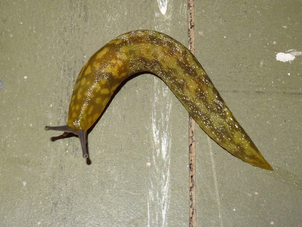 Species of the Month - September: Green Cellar Slug - SWSEIC