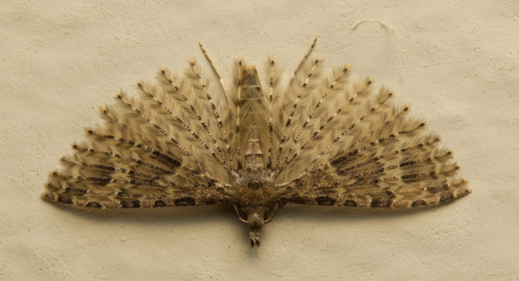 Species of the Month - February: Twenty Plume Moth - SWSEIC