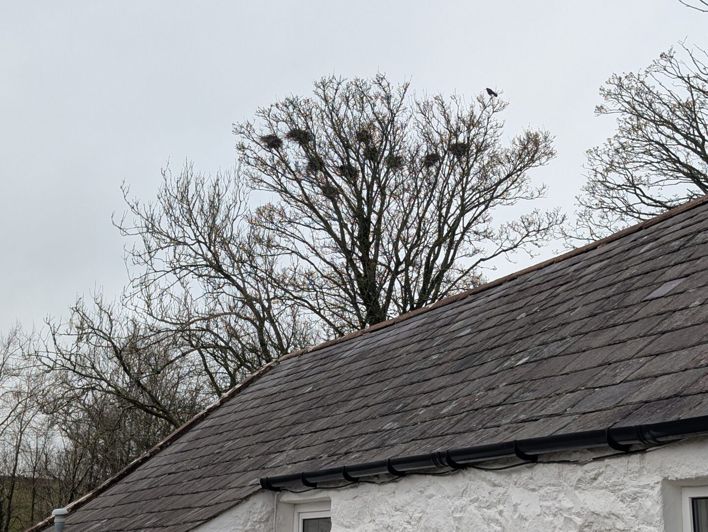 Species of the Month - April: Rook - SWSEIC