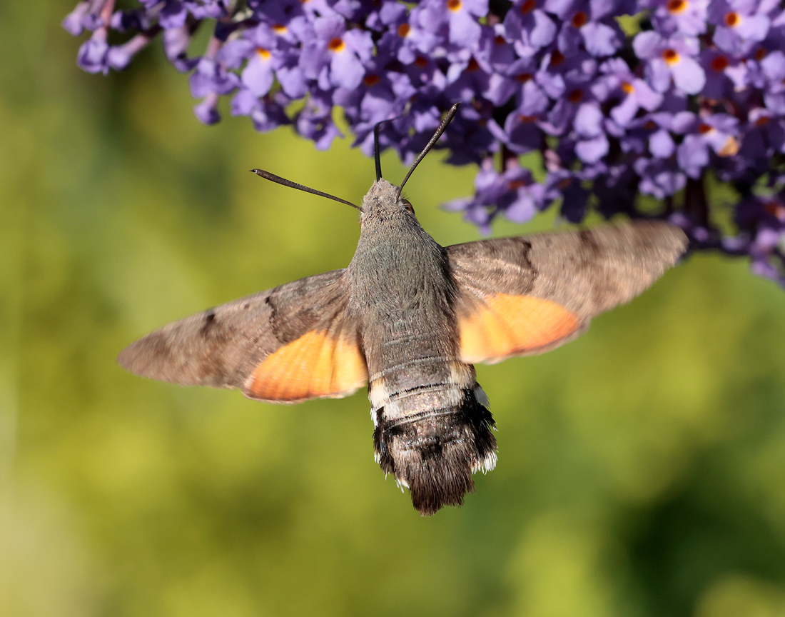 Species of the Month - July: Humming-bird Hawk-moth - SWSEIC